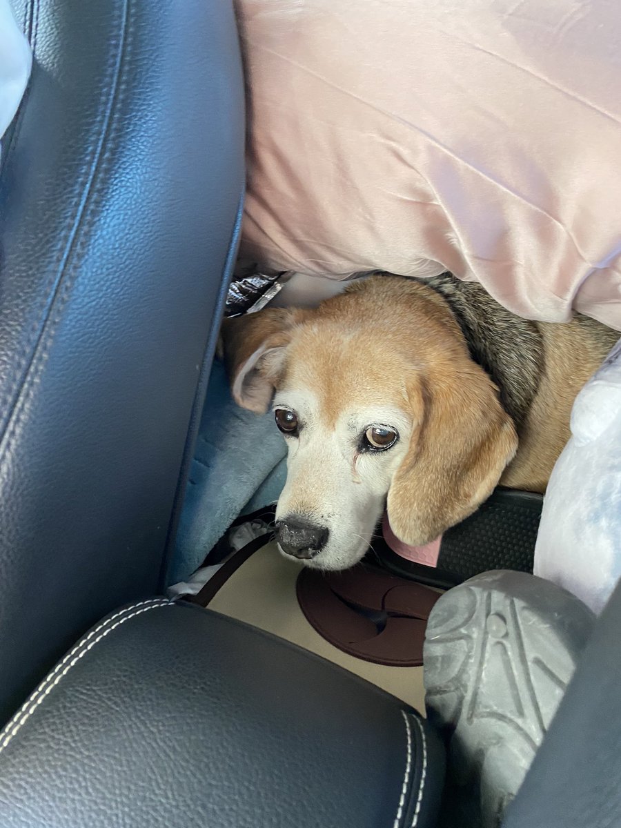 𝒎𝒂𝒓𝒊𝒃𝒆𝒍 𝒔𝒂𝒓𝒂𝒏𝒊𝒍𝒍𝒐 𝒃𝒖𝒓𝒅𝒂𝒔 (@burdas_maribel) | Twitter