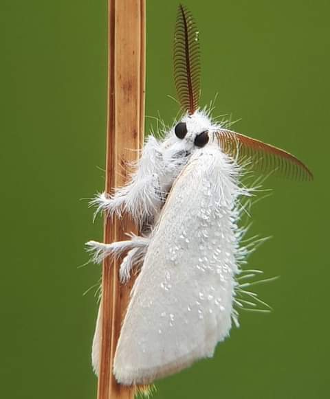Venezuelan Poodle Moth Cute