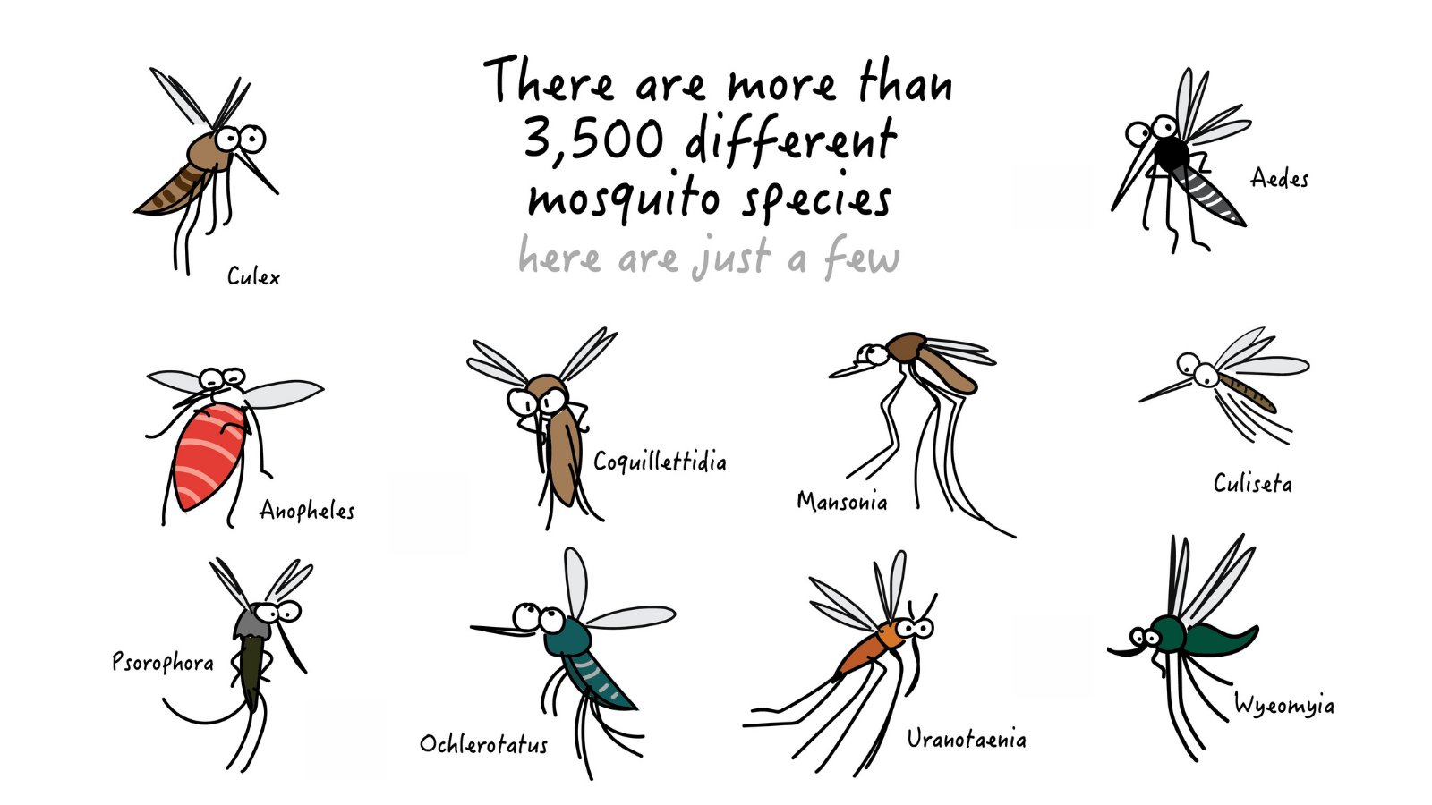 Types Of Mosquitoes With Names