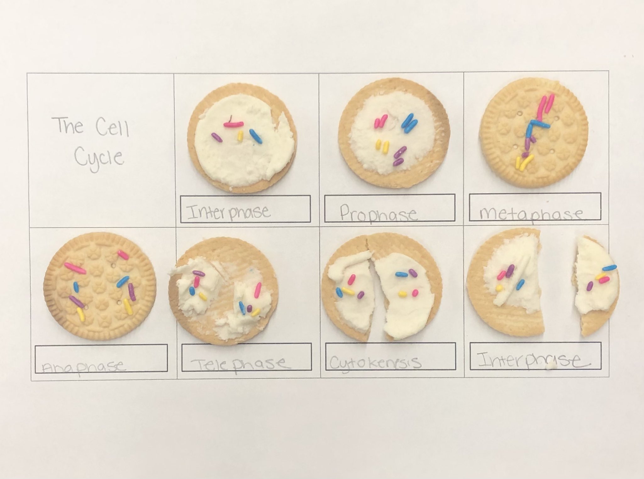 Cell Cycle Project Ideas