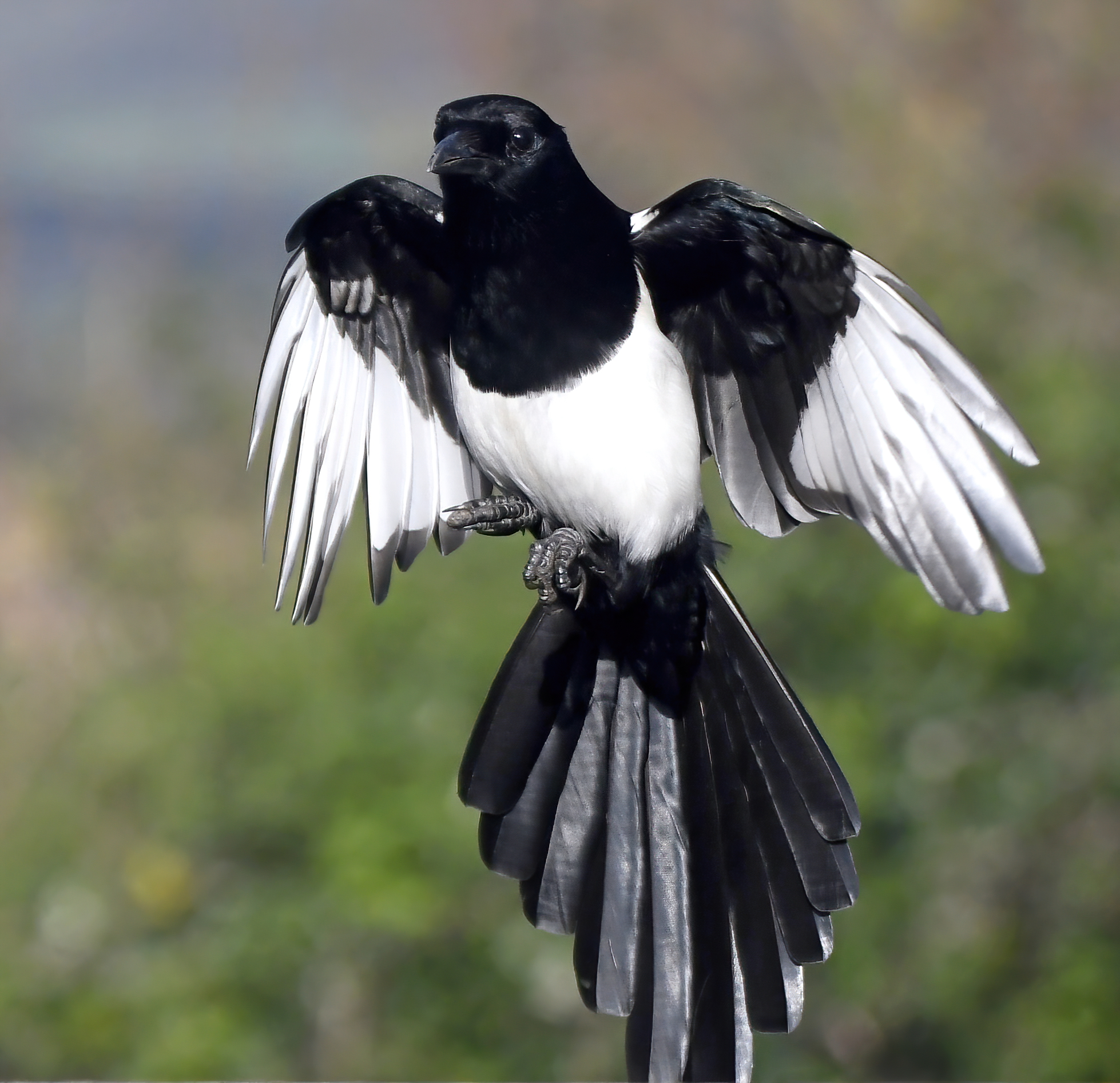 Magpie Landing