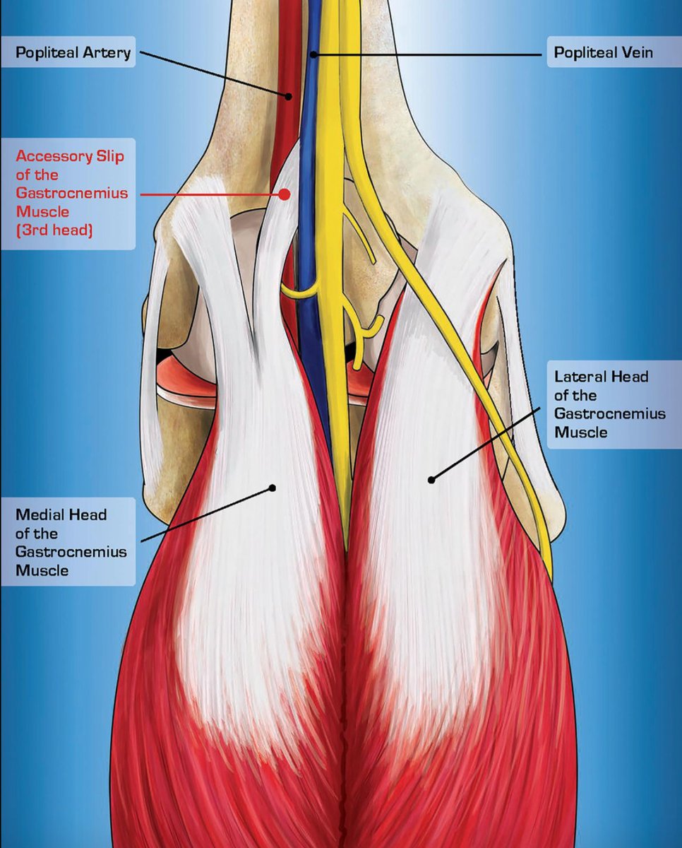 Gastrocnemius Muscle Artery