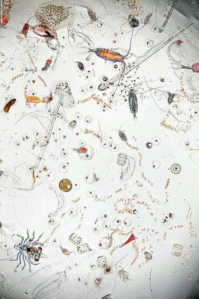 Water Under Microscope