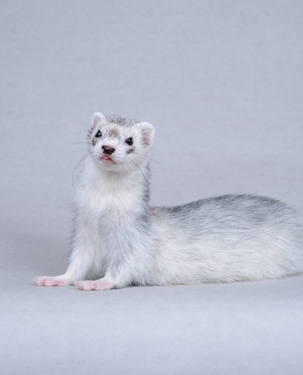 Different Ferret Colors