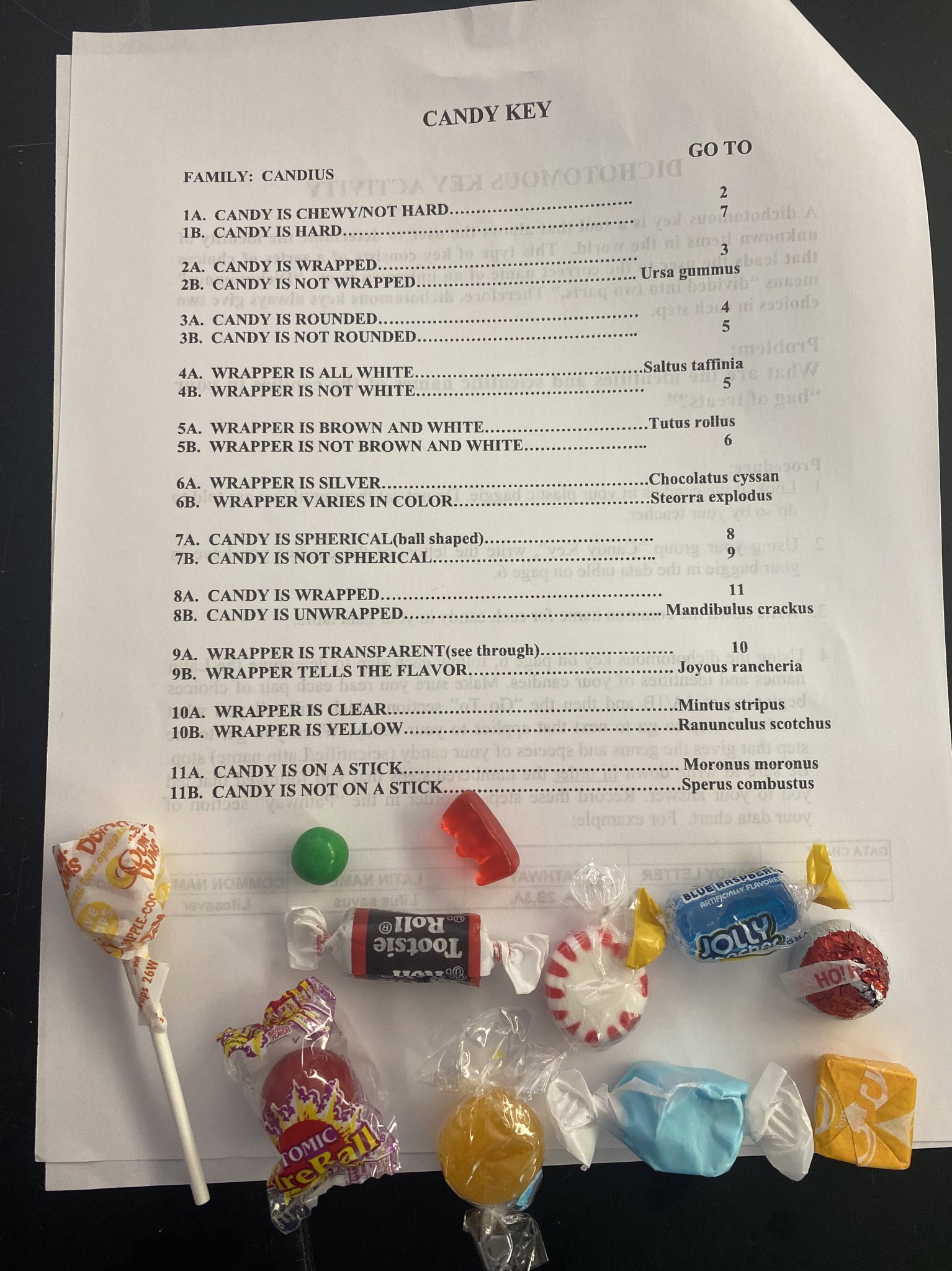 Candy Using A Dichotomous Key Example Universal Candy | We Stocked