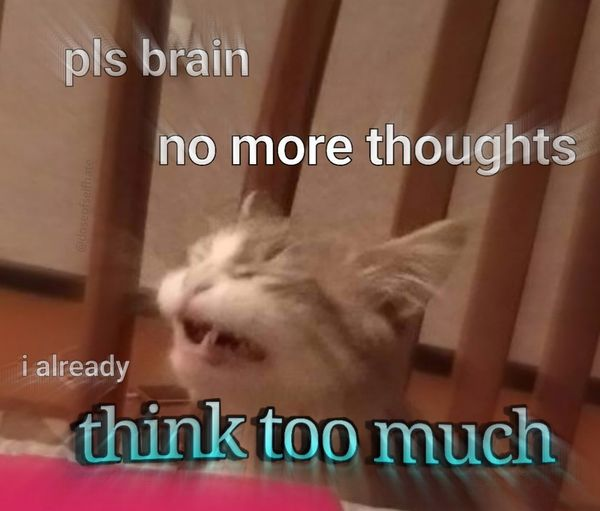 Anxiety Cat Memes
