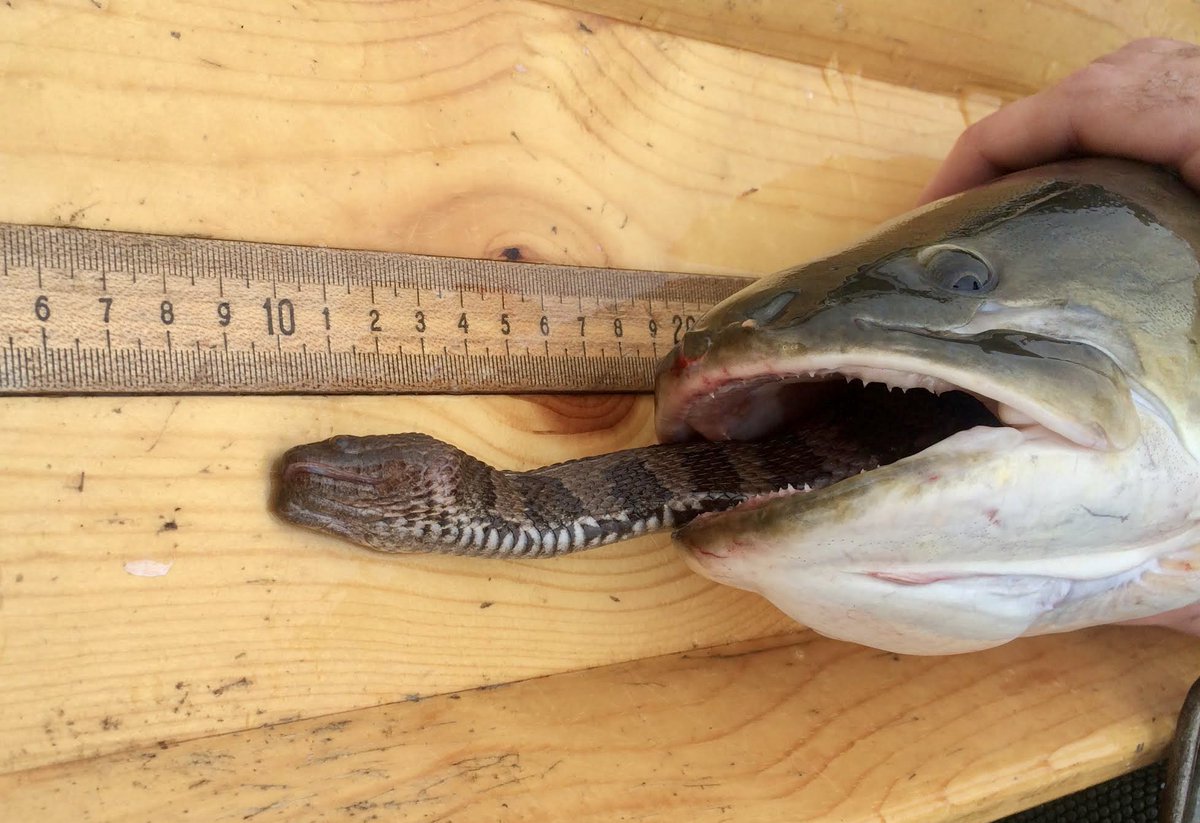 Claire Vaage (VO-geh) 🇳🇴 (@VaageFisheries) | Twitter