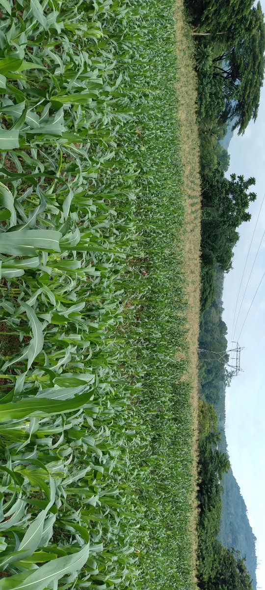 Isagani Urgada (@isaganiurgada) | Twitter