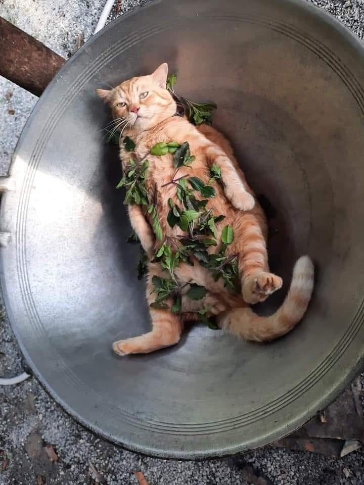 Roasted Cat