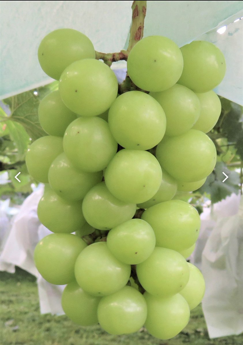 صنف Muscat Shine هو عنب مائدة- مهجن تم انتاجه باليابان في عام 1988 ...
