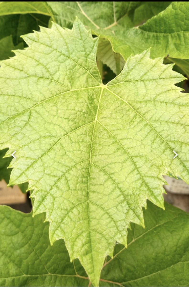 صنف Muscat Shine هو عنب مائدة- مهجن تم انتاجه باليابان في عام 1988 ...