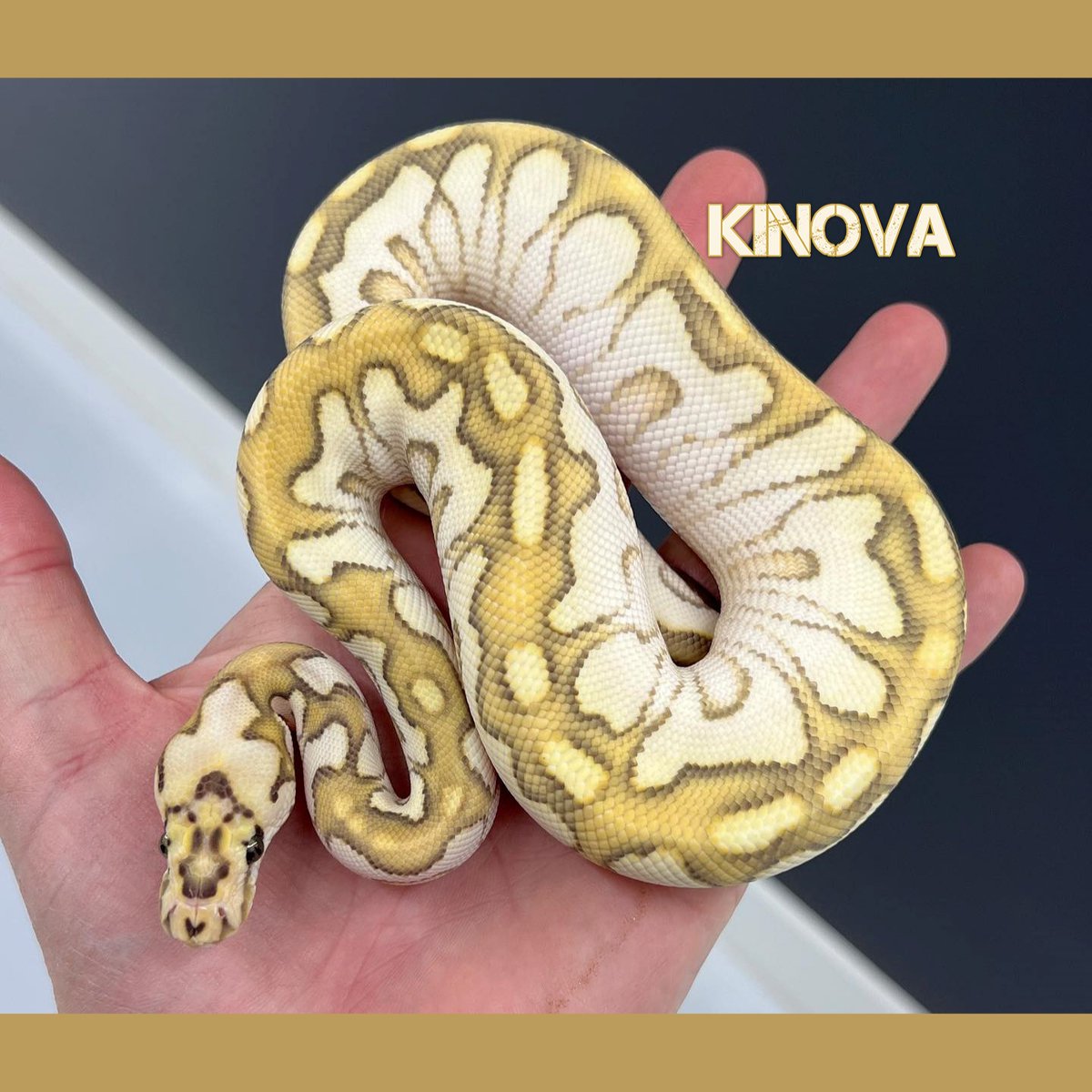 Desert Lesser Ball Python