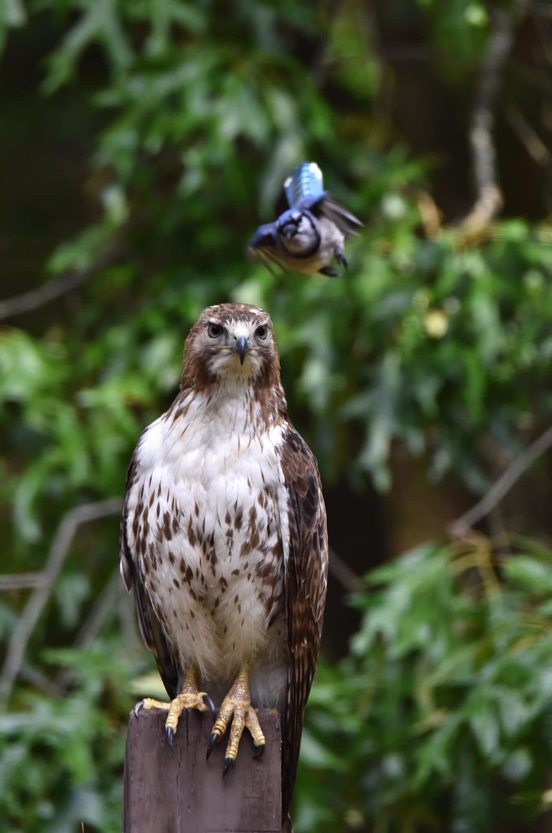Blue Jay Fighting Hawk