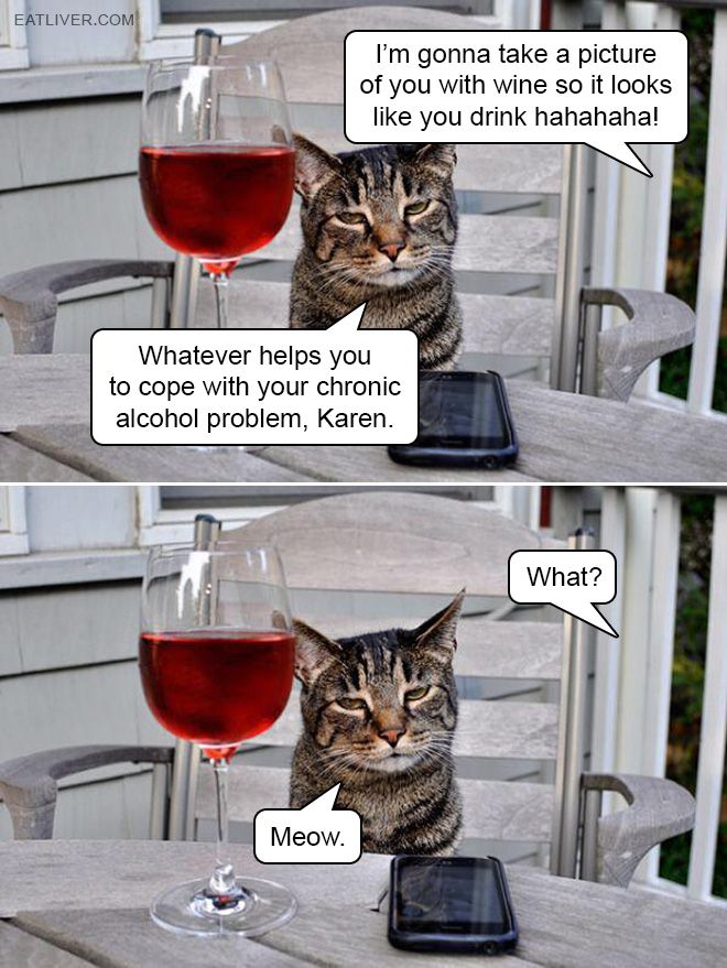 Cat Fun Alcoholic Drinks