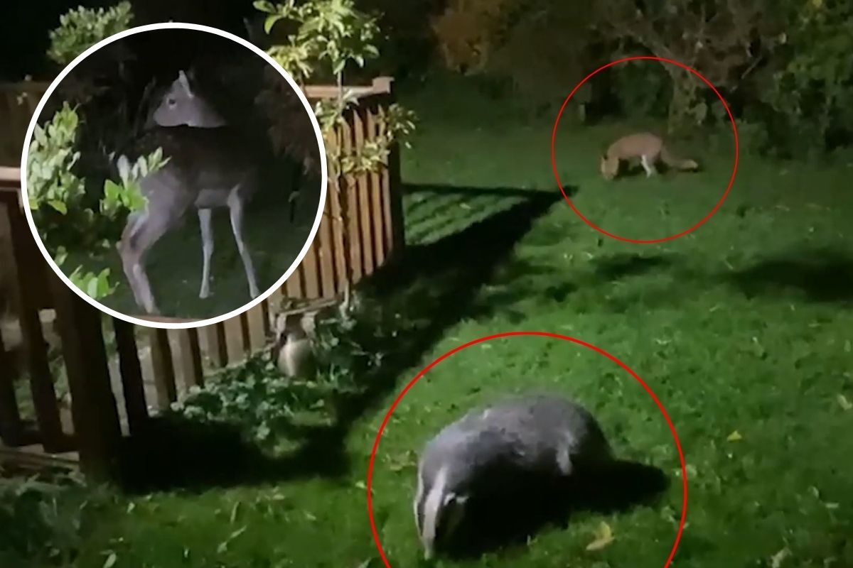 A Real Unicorn Caught On Tape