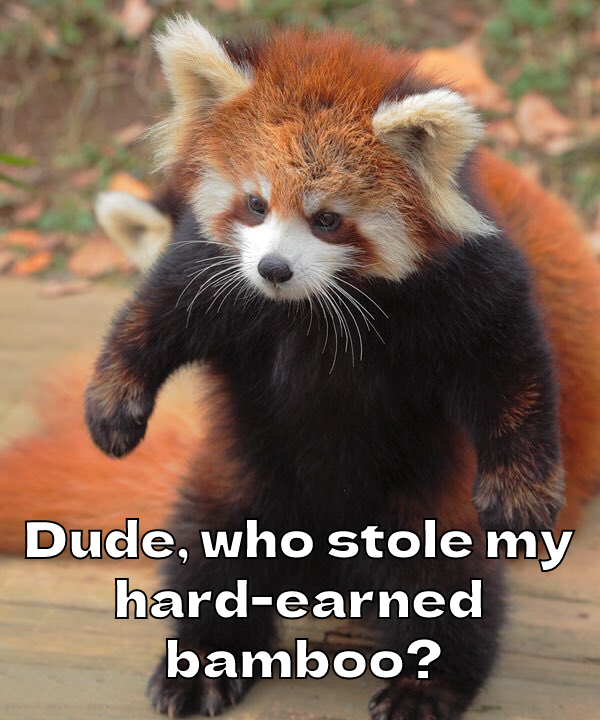 Funny Red Panda Meme