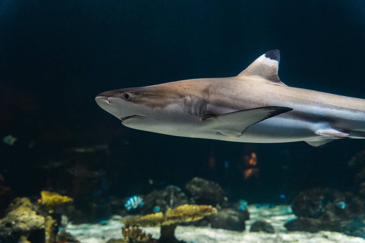 Blacktip Reef Shark Aquarium