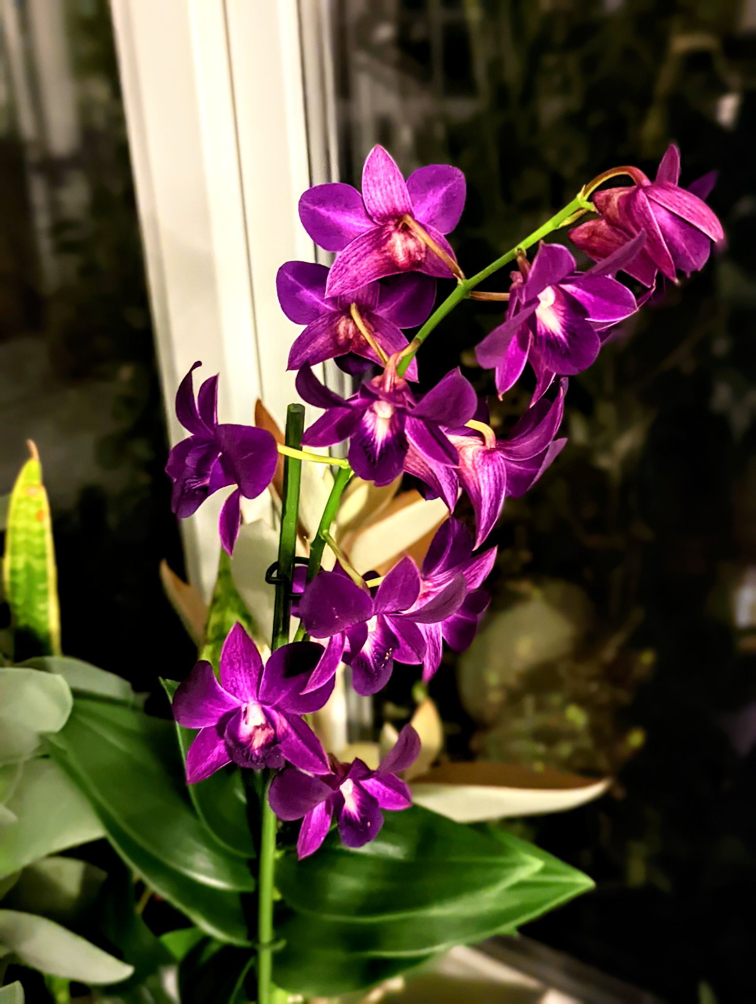 Dark Purple Dendrobium Orchids