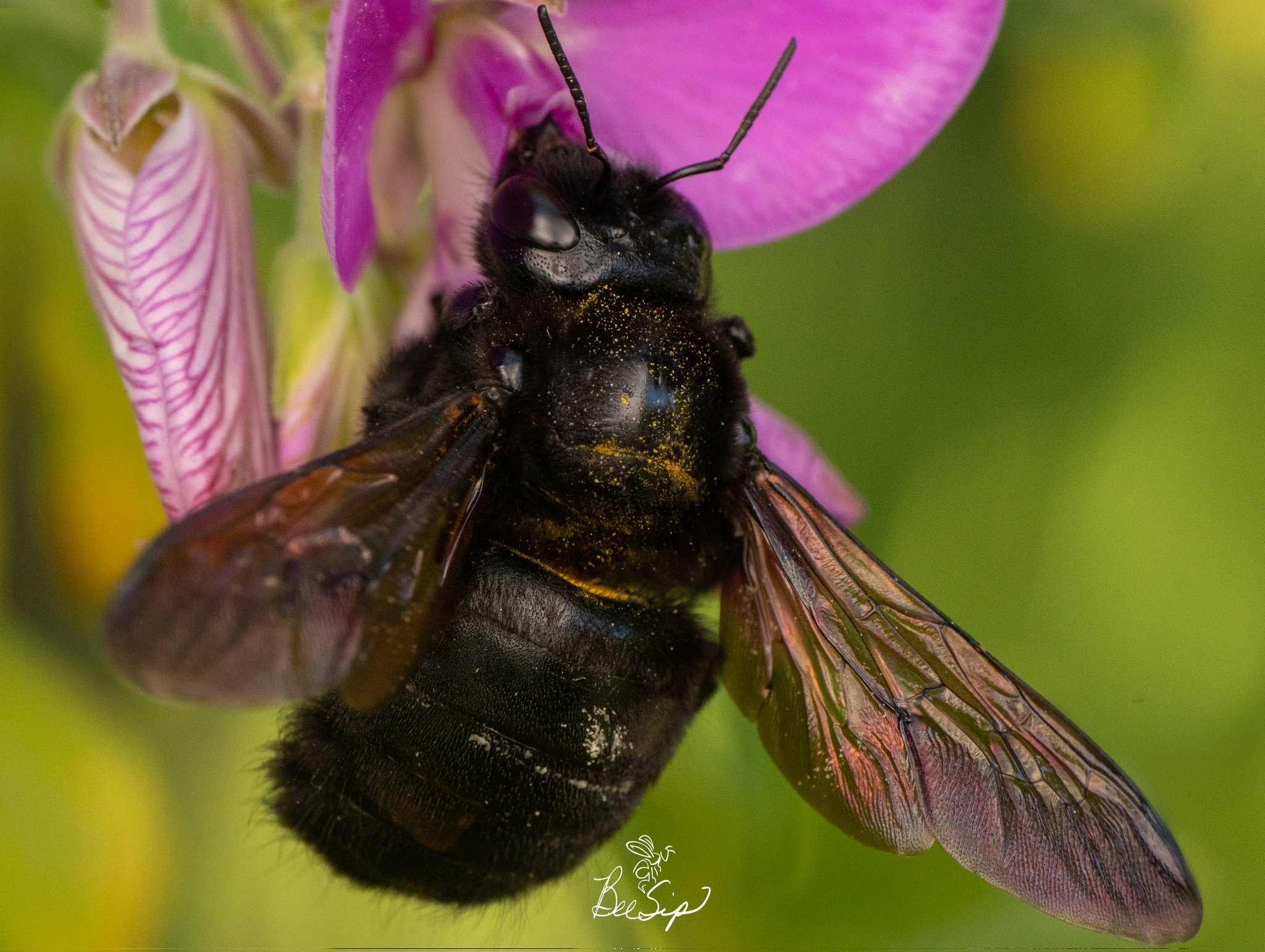Giant Black Bumble Bee