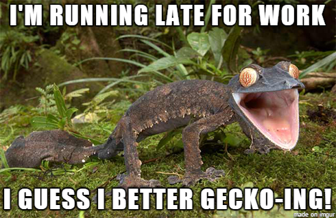 Funny Lizard Jokes