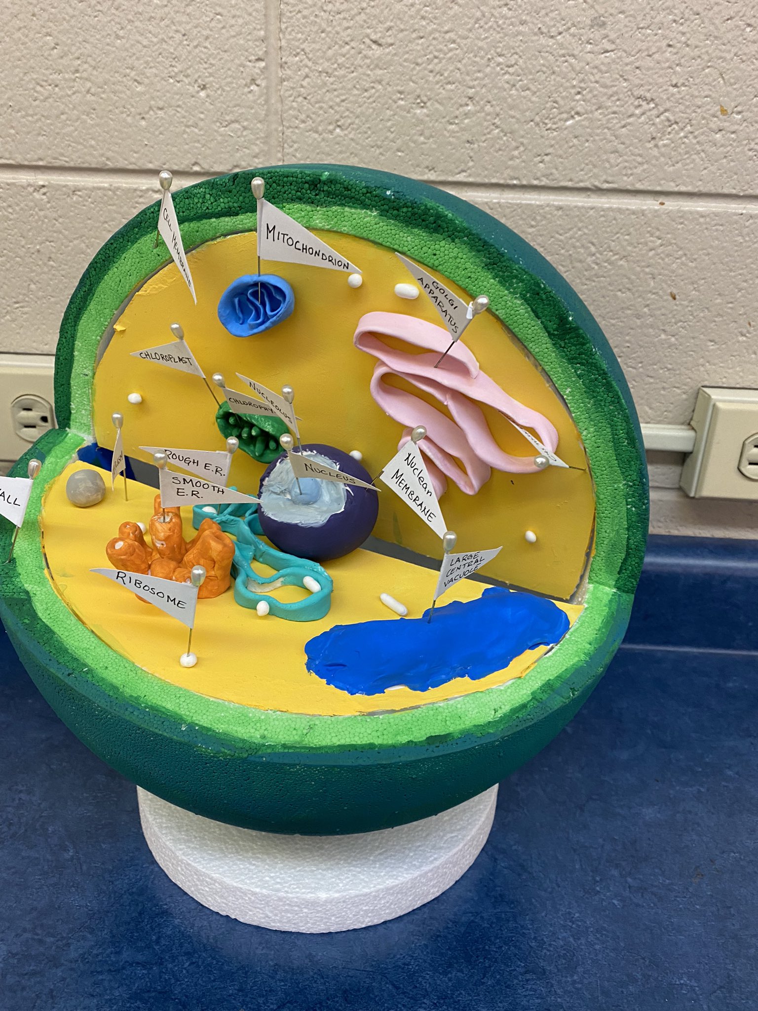 Plant Cell Project Styrofoam