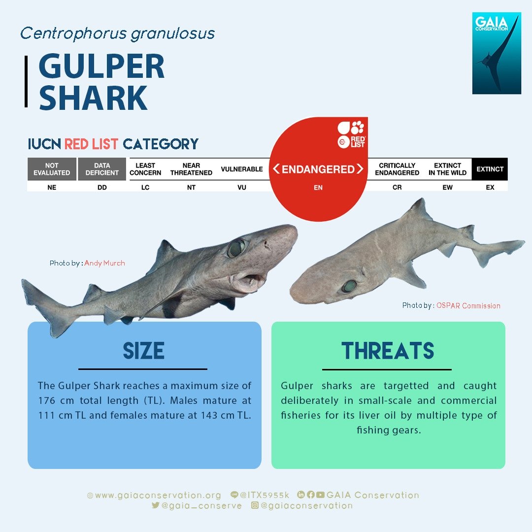 Gulper Shark