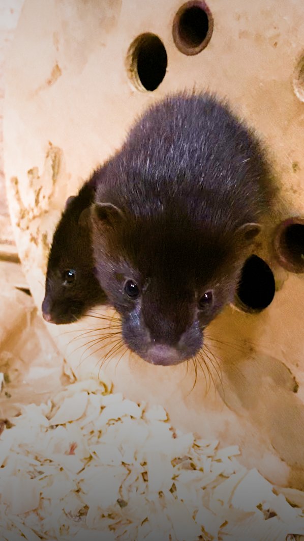 Orphaned baby minks adopt each other as siblings — watch them learn to ...