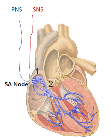 #HRV: Physiology & Methodology (Part 1) Continuation of HRV from: https ...