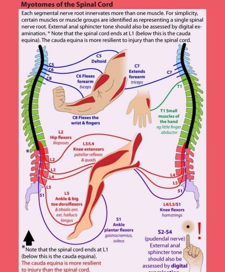 Lower Limb Myotome