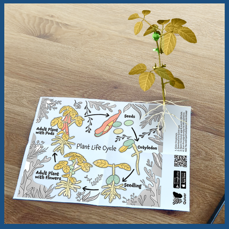 Plant Life Cycle Coloring Page