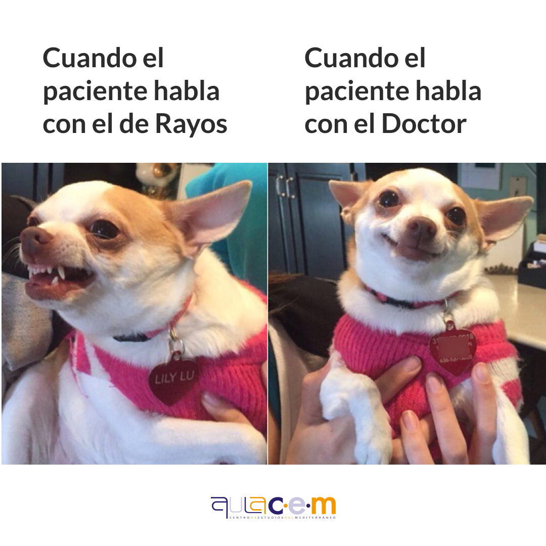 Perrita Chihuahua Enojada Memes Viral: Memes Del Chihuahua Enojado Se