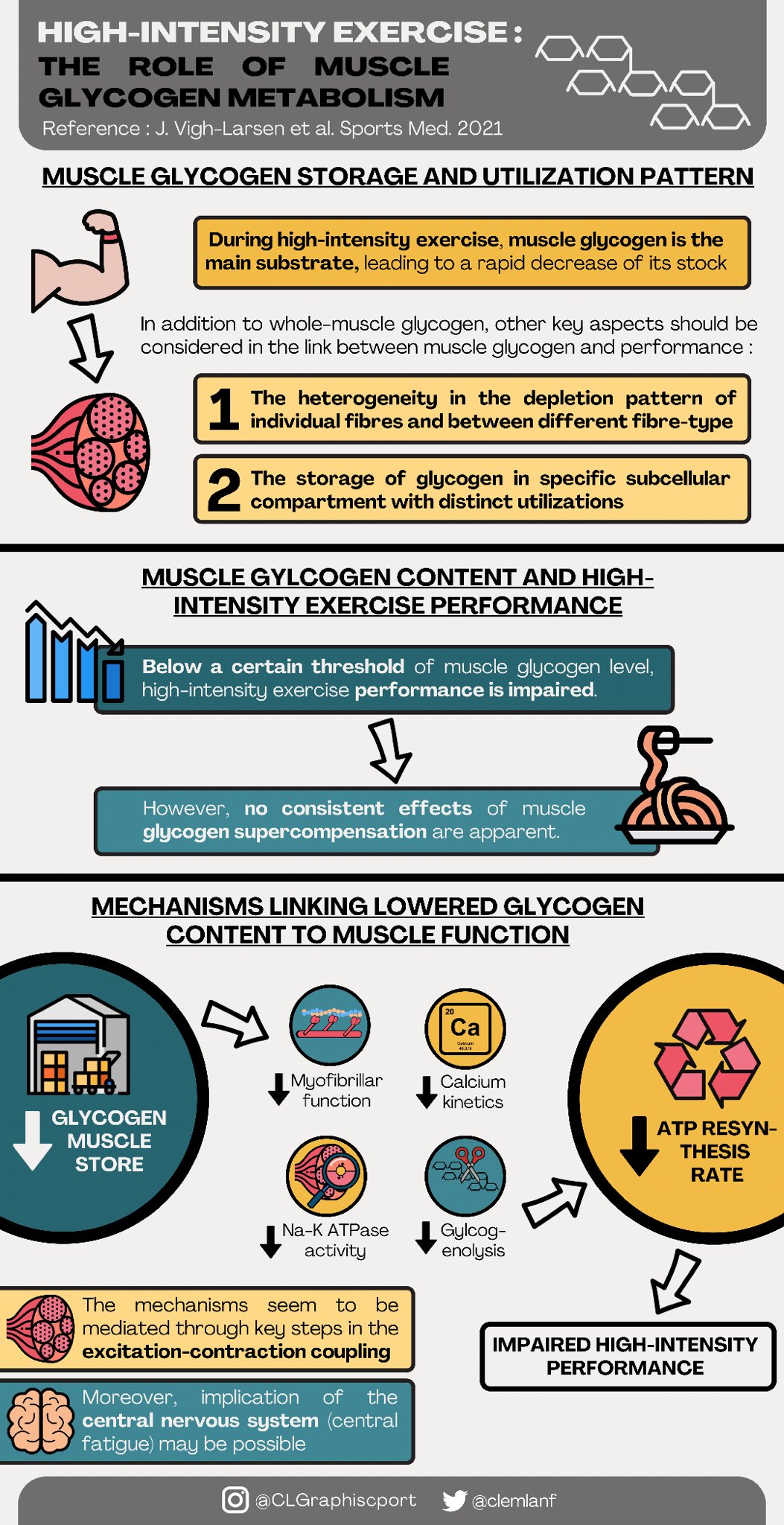Glycogen Muscle The Potassium–glycogen Interaction On Force And