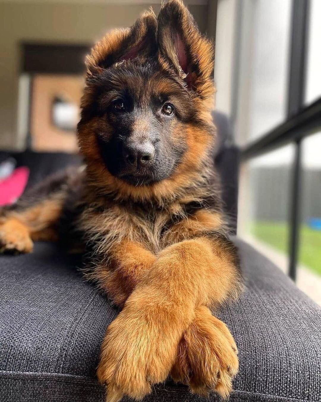 Cutest German Shepherd In The World