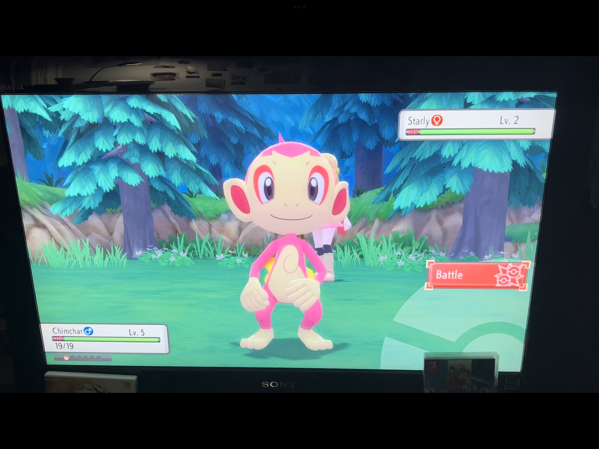 Pokemon Shiny Chimchar