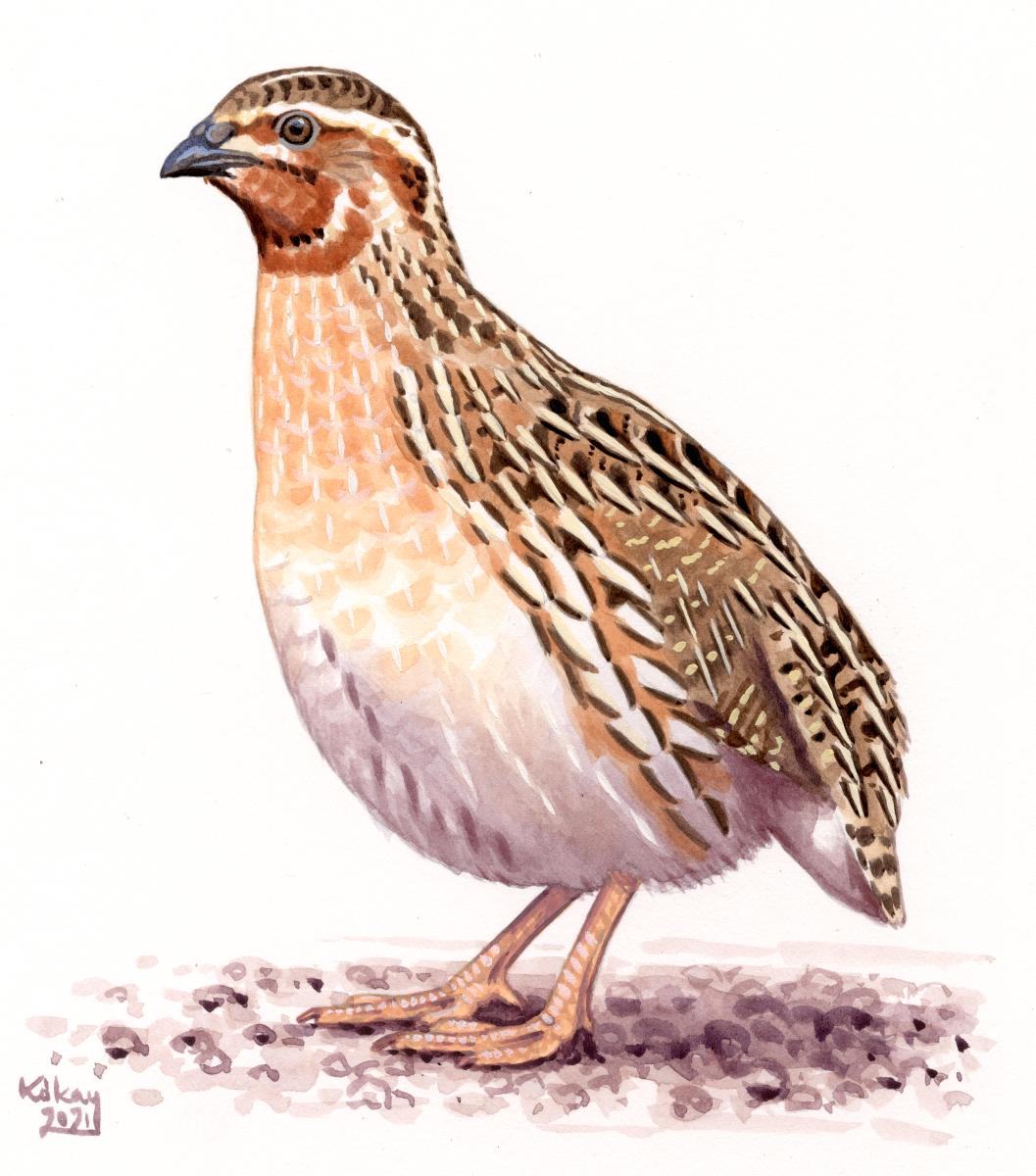 Quail Drawing New Beautiful Canvas Quail Wall Art By Leftbank Art