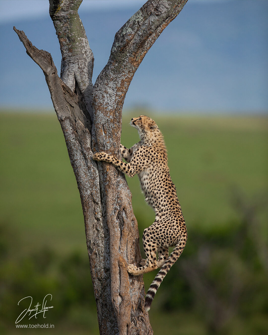 Cheetah In A Tree