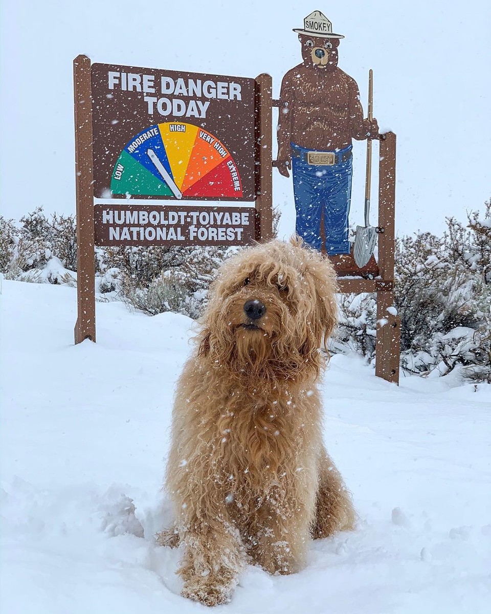 Do Dogs Know Fire Is Dangerous