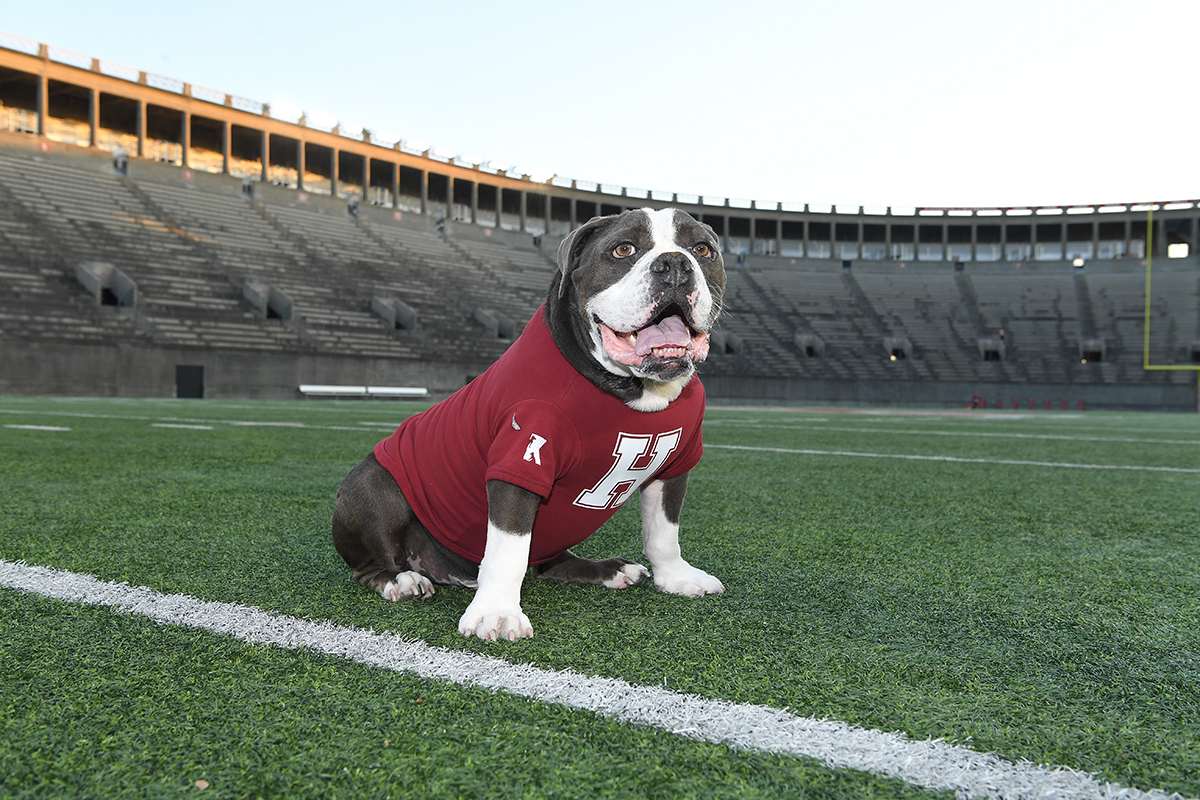 Harvard Crimson Mascot