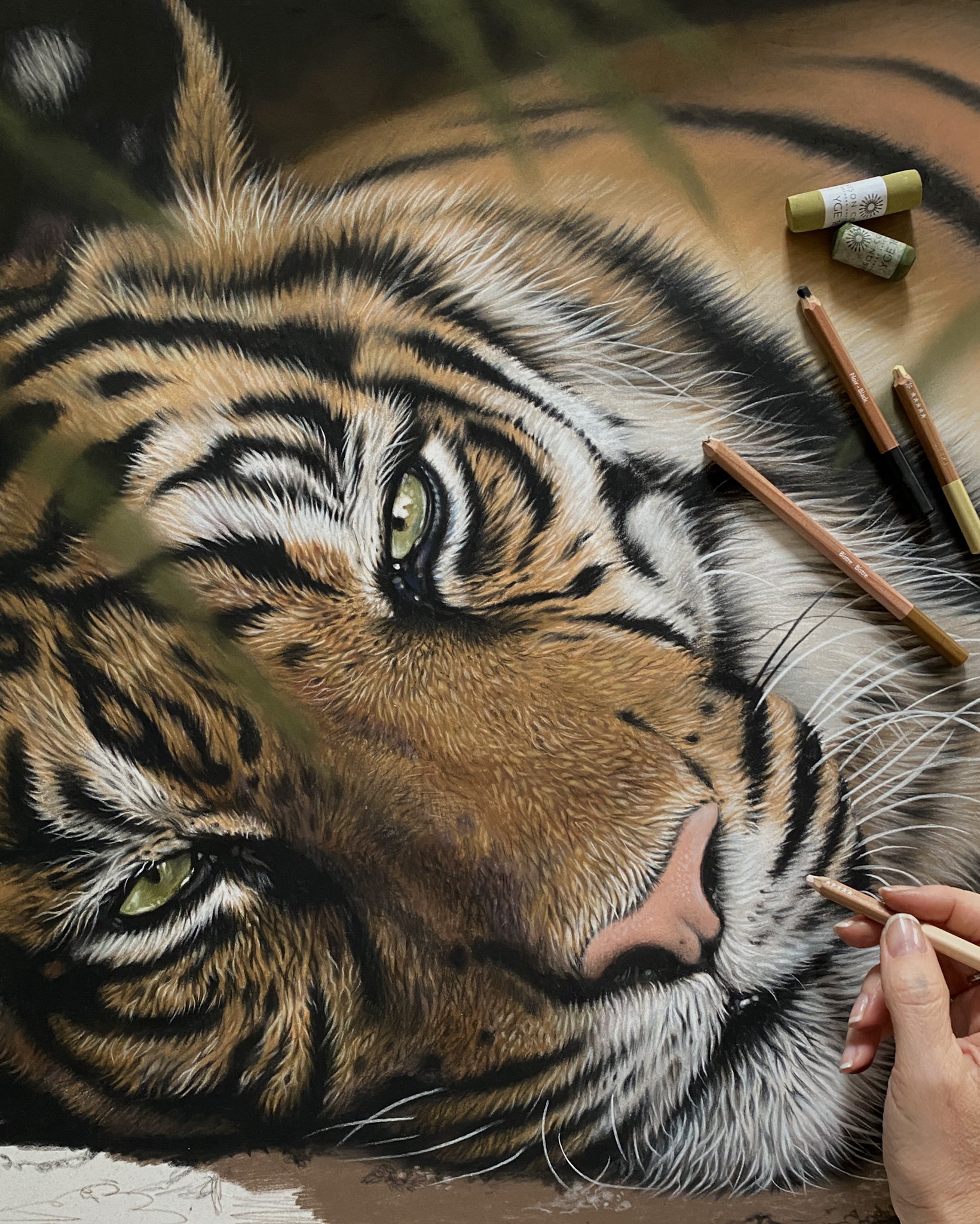 Easy To Draw Realistic Tigers