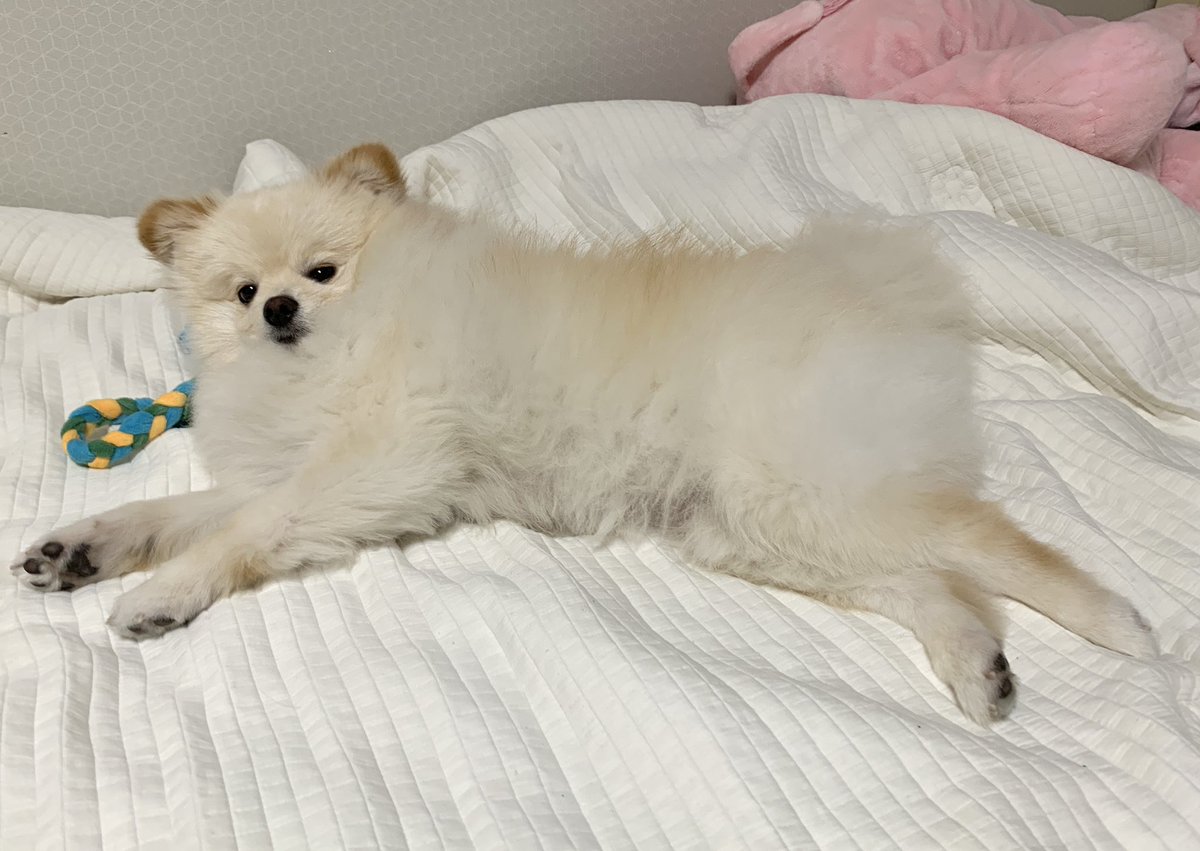 베리 롱 두부 두부 @cream_dub