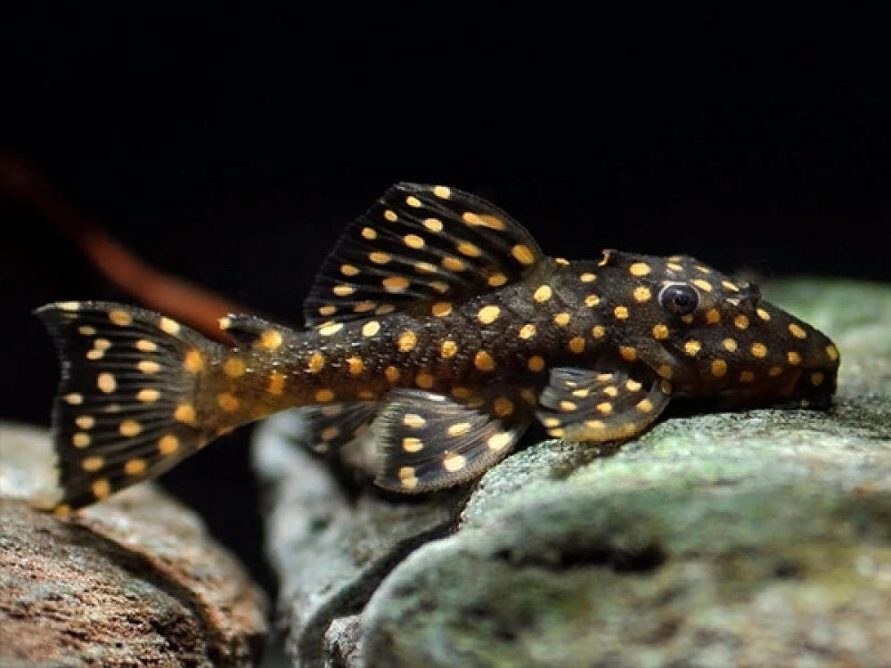 Galaxy Pleco