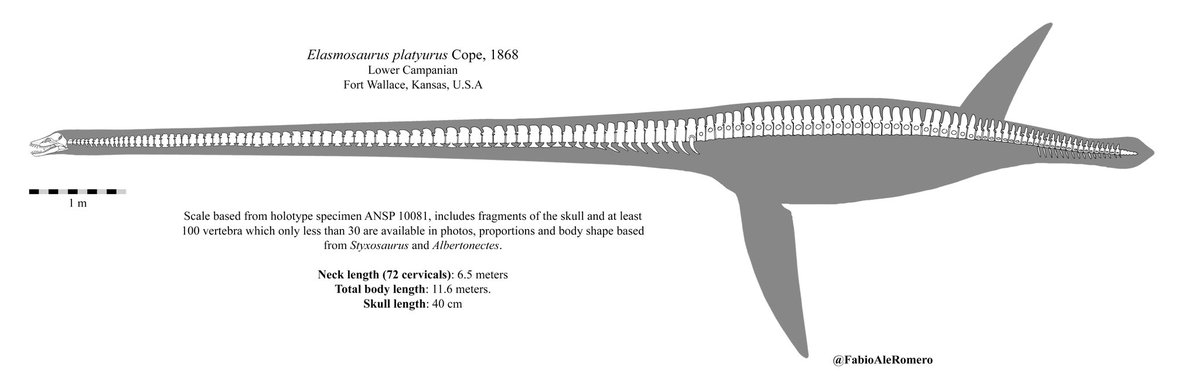 Elasmosaurus Skeleton