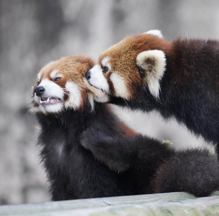 Red Pandas Kissing