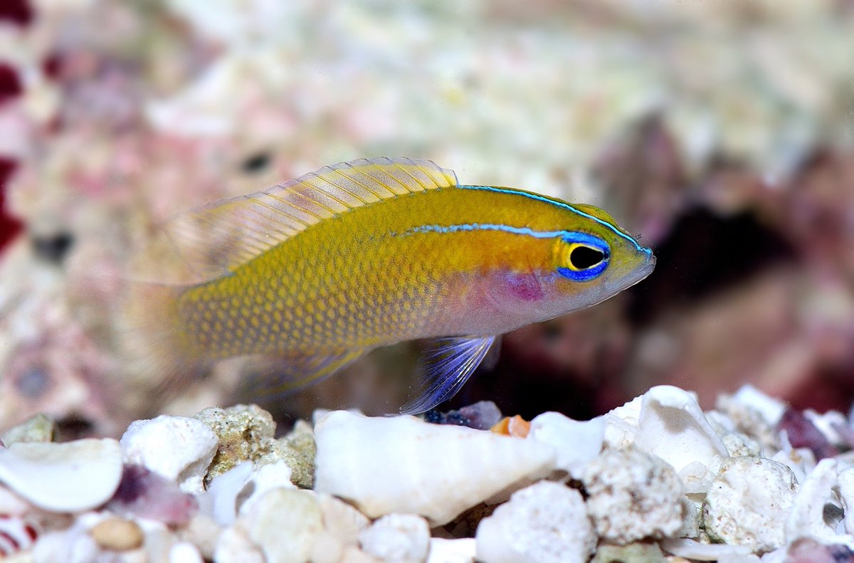 Lipogramma trilineata, a tiny mesophotic basslet endemic to the Western ...