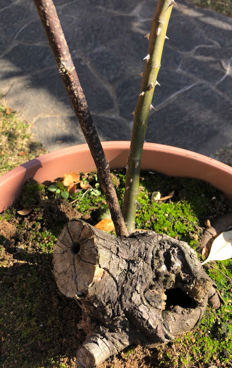 グッドベアー (@GoodBear_168) | Twitter