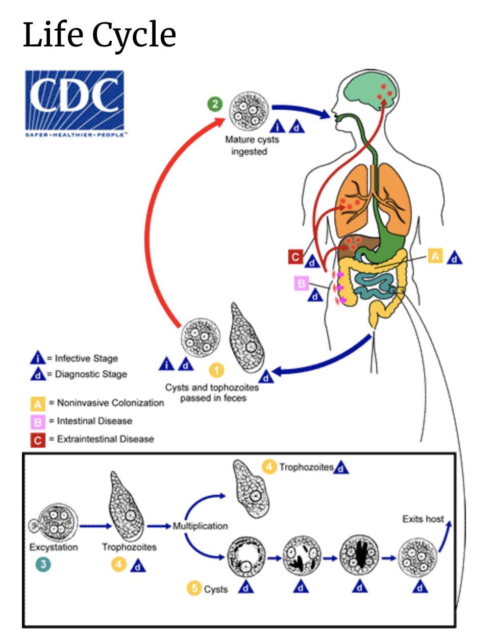 Entamoeba Histolytica Life Cycle