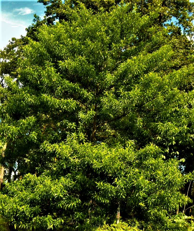 Elaeocarpus Ganitrus