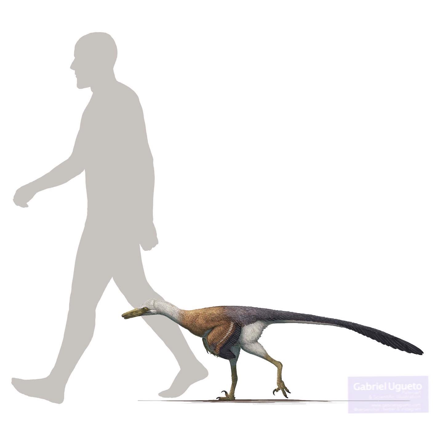 Buitreraptor