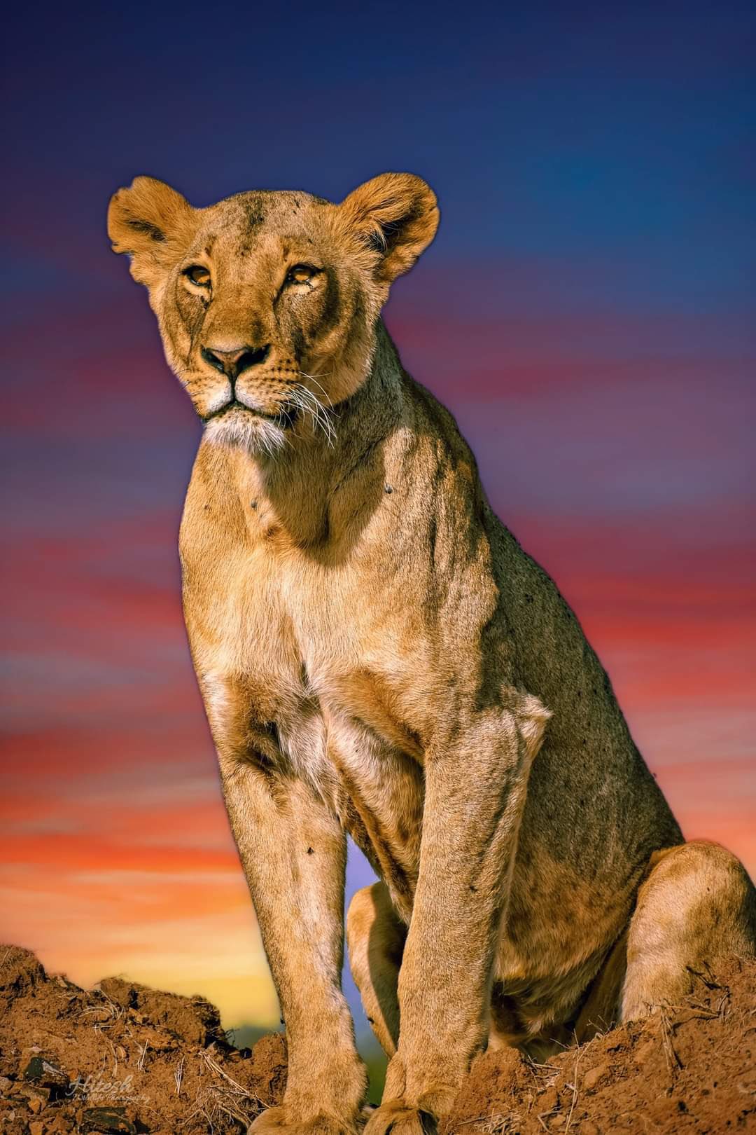 Antelope Running From Lion