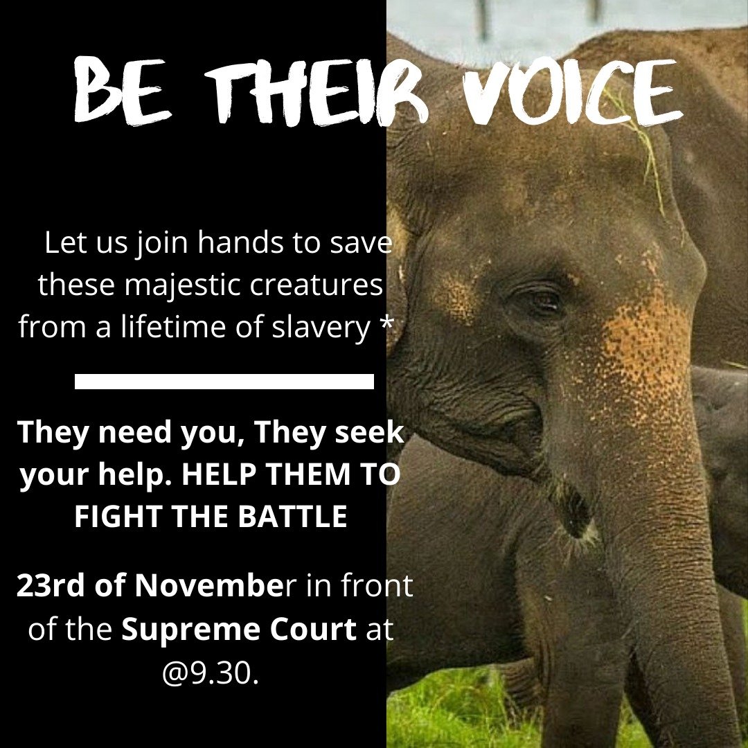 Positive Vibes Elephant